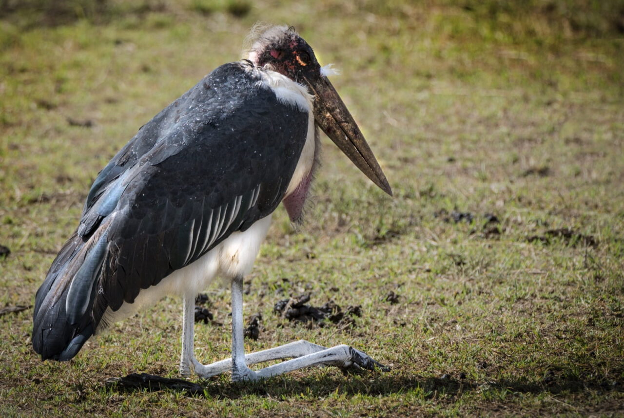 An Unforgettable Serengeti Experience in Tanzania