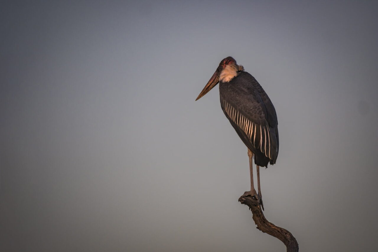 An Unforgettable Serengeti Experience in Tanzania